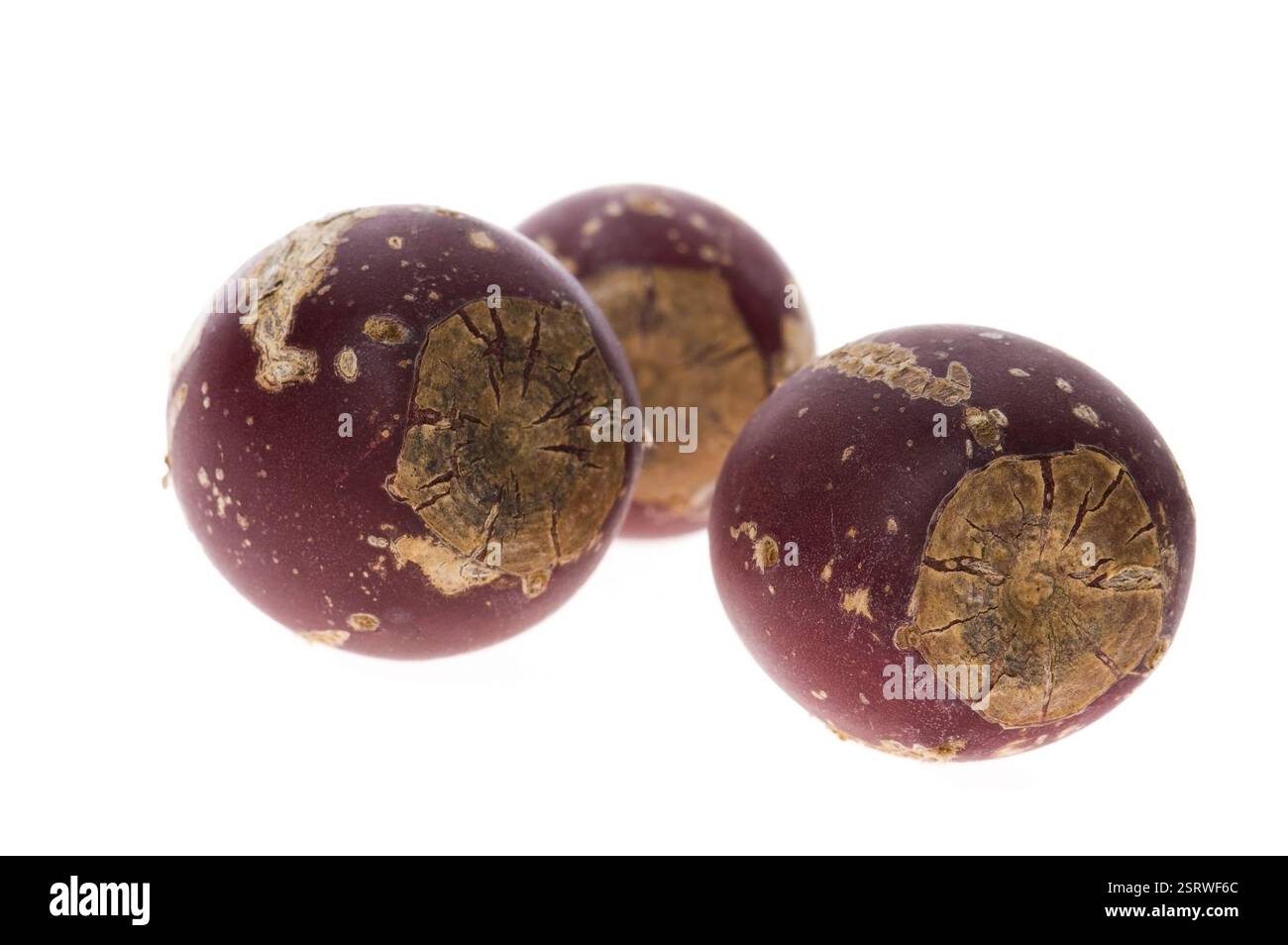 Prickly pear cactus (Opuntia ficus-indica) with red fruits Stock Photo ...