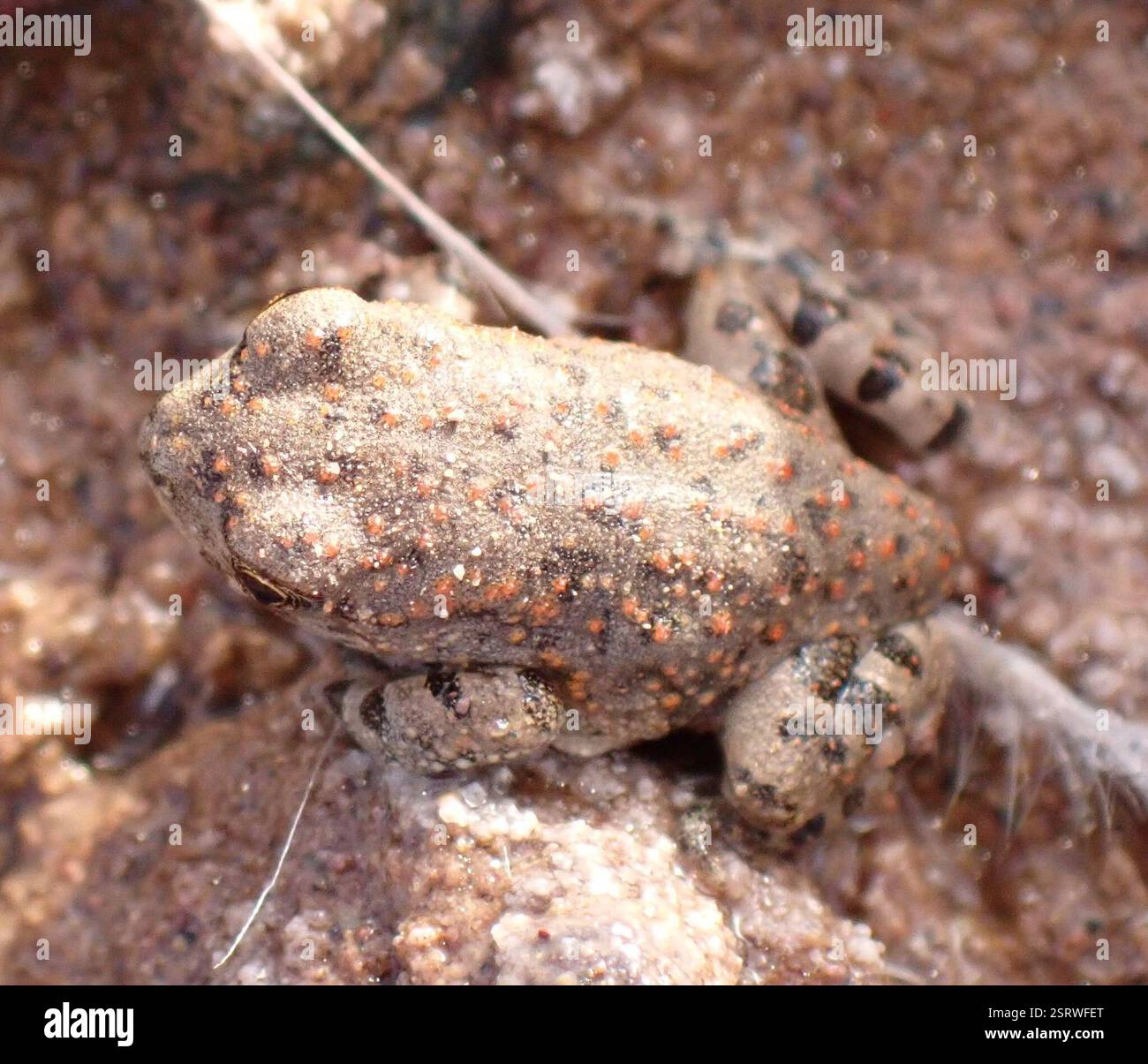 African Green Toad (Bufotes boulengeri), Amphibia, Tarmigt, Drâa ...