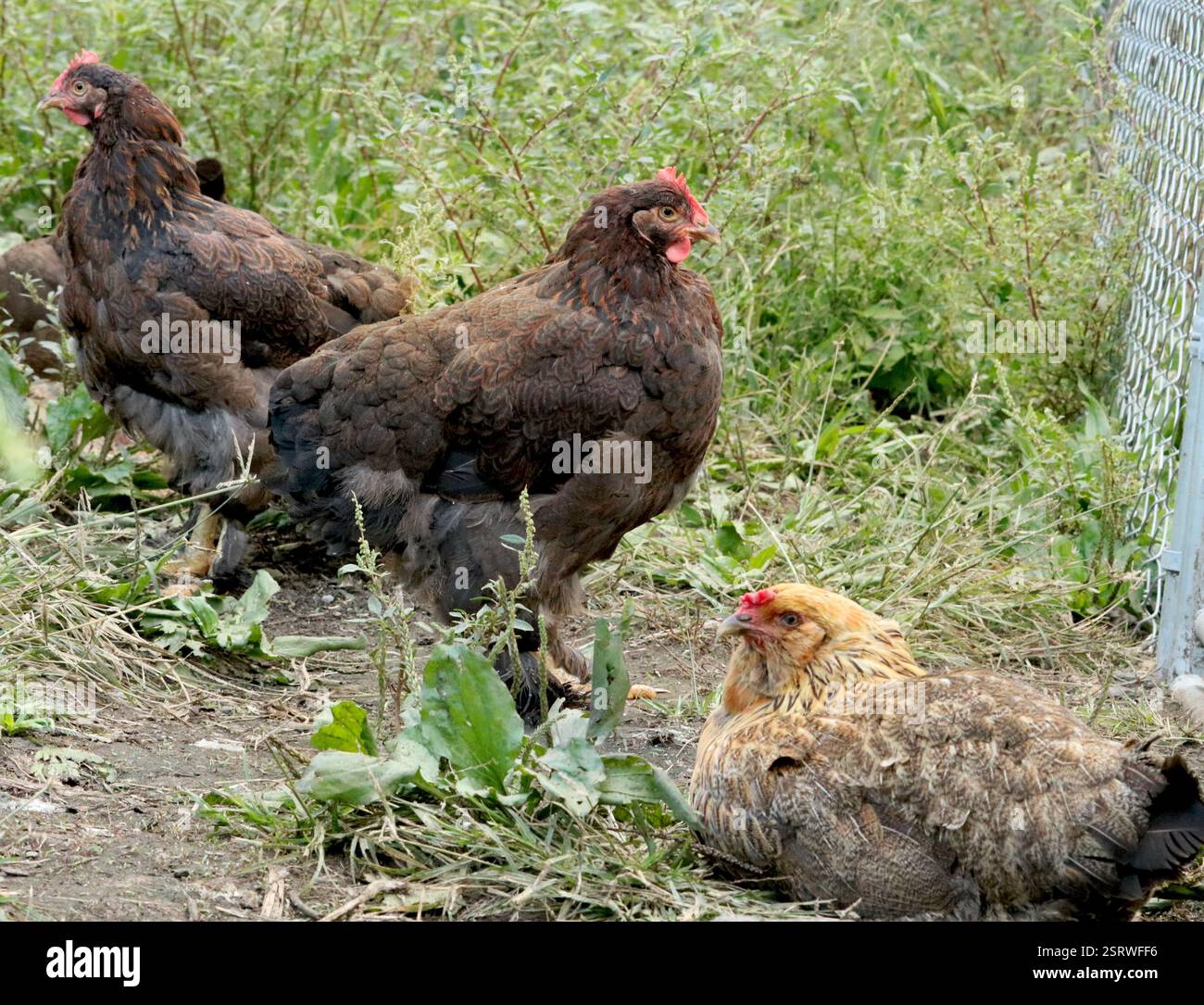 Chickens and farm animals susceptable to bird flu Stock Photo - Alamy