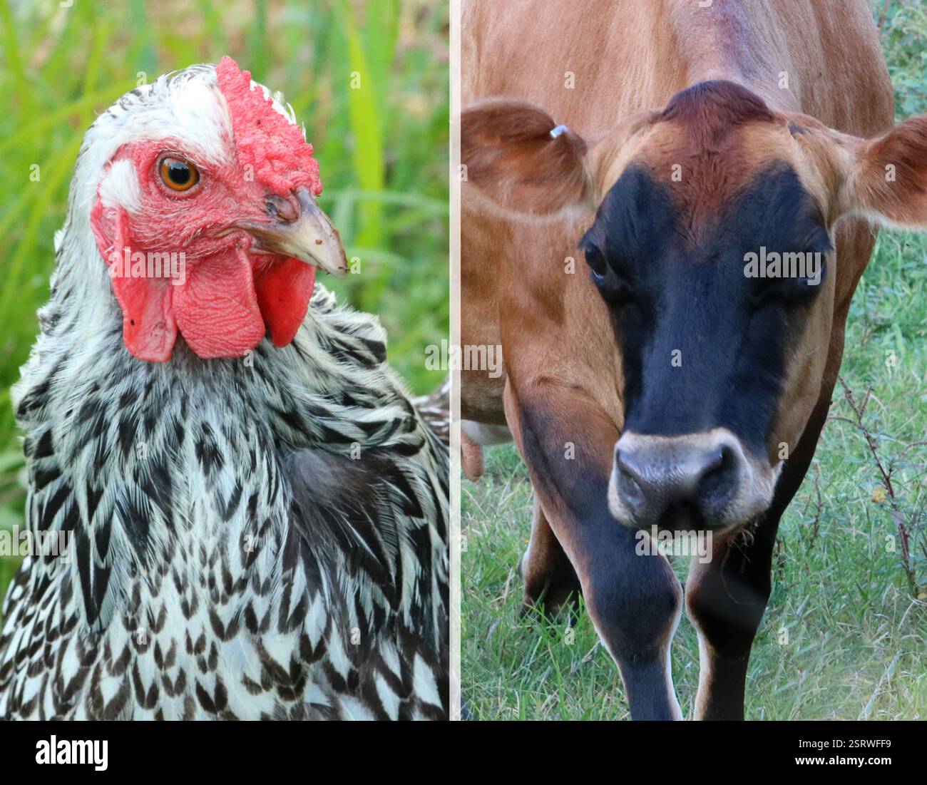 Chickens and farm animals susceptable to bird flu Stock Photo - Alamy