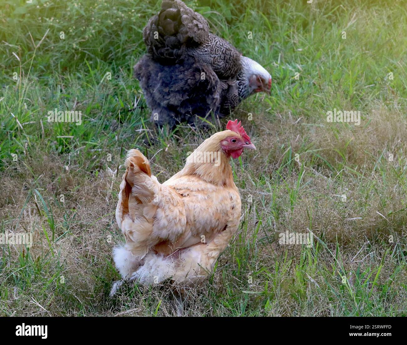 Chickens and farm animals susceptable to bird flu Stock Photo - Alamy