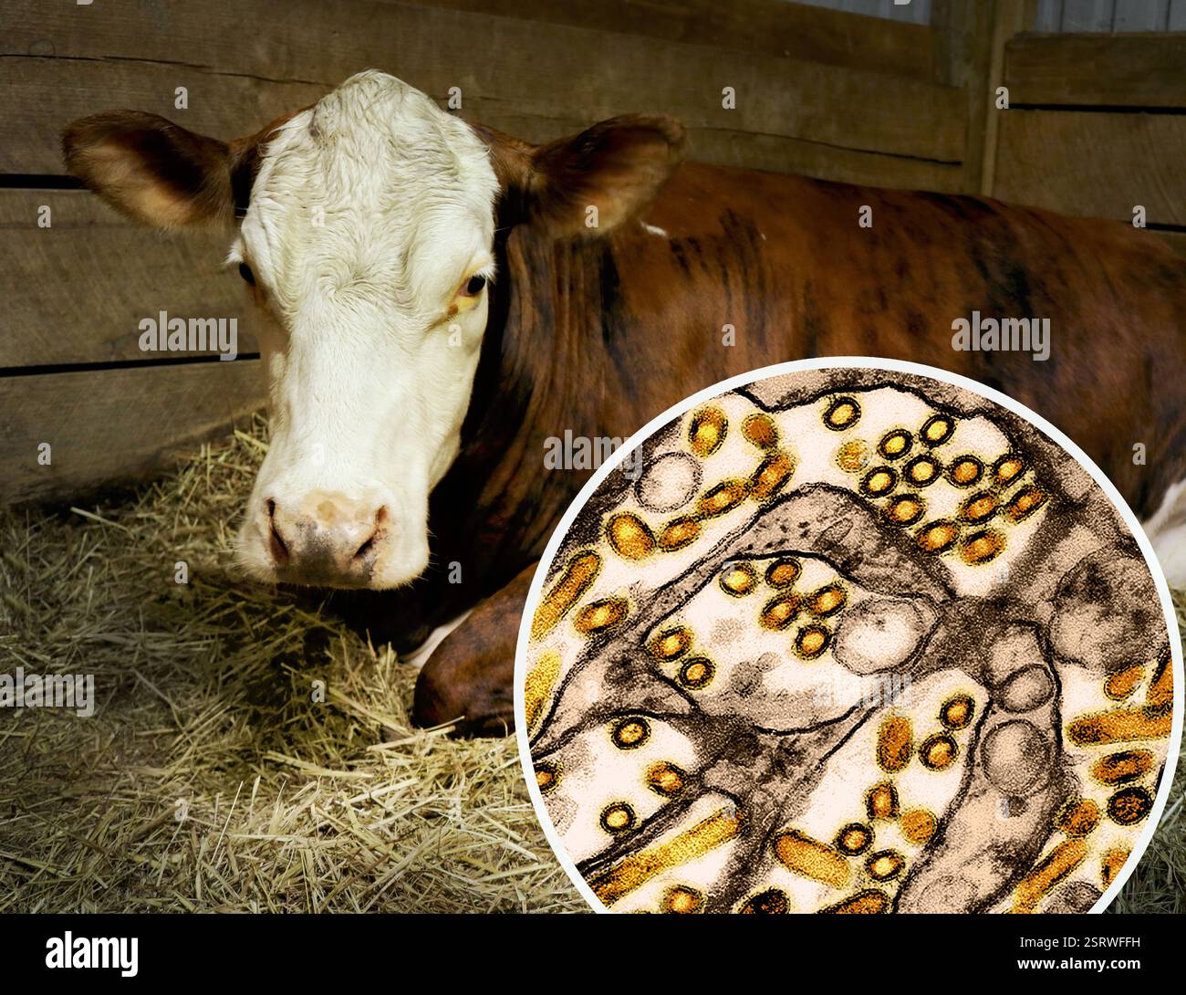 Chickens and farm animals susceptable to bird flu Stock Photo - Alamy