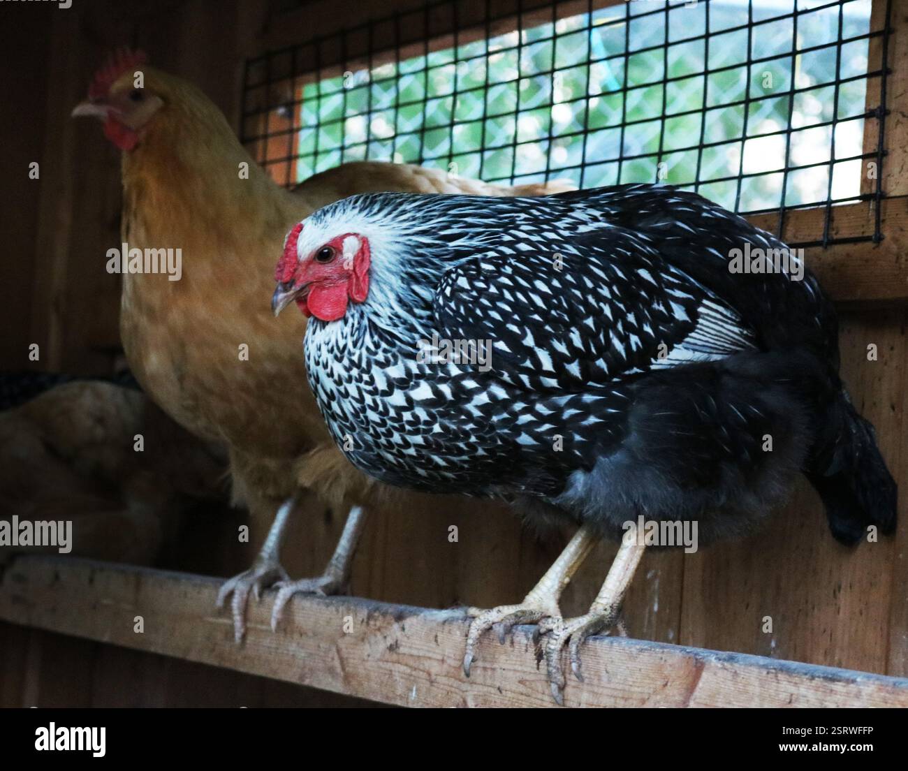 Chickens and farm animals susceptable to bird flu Stock Photo - Alamy