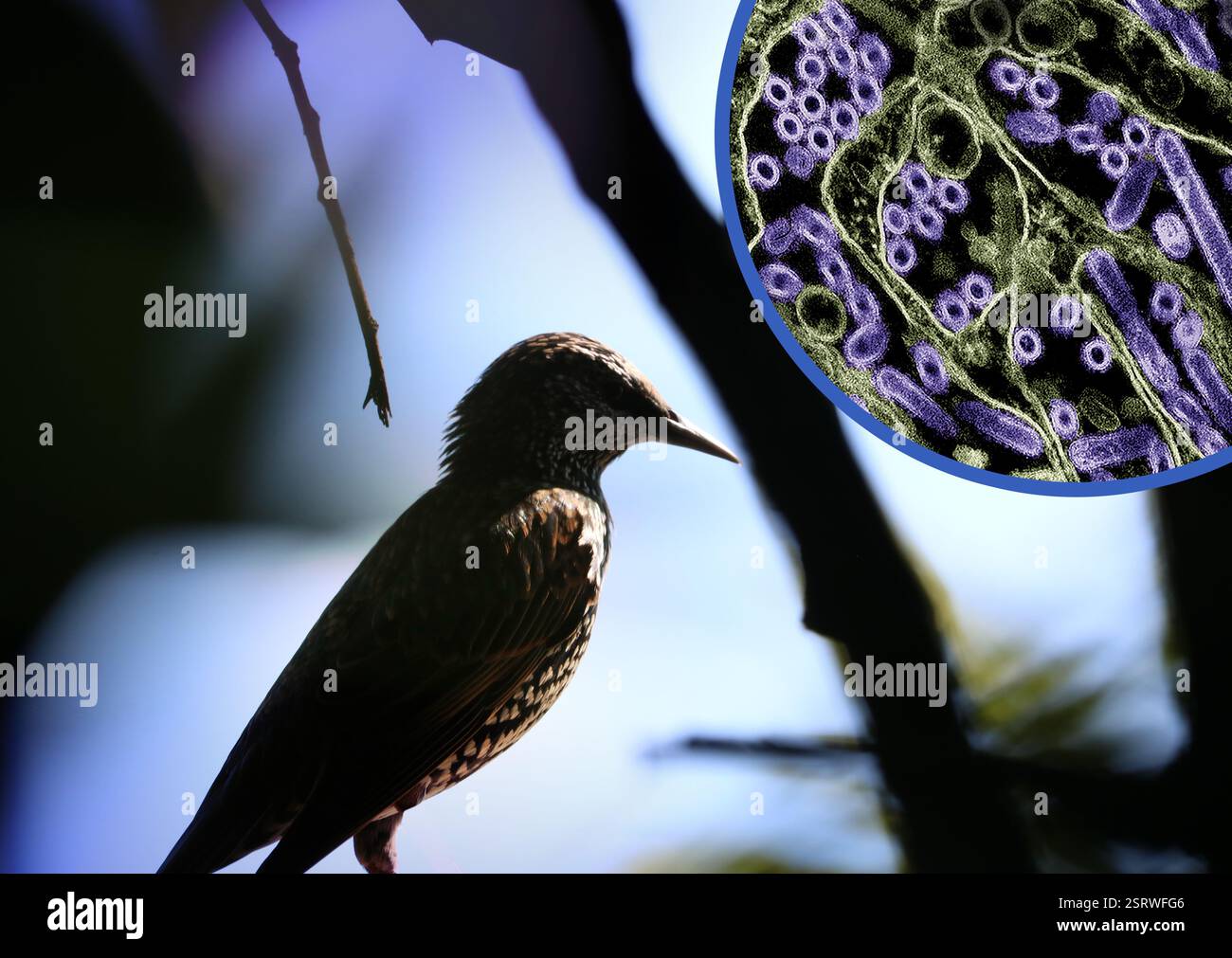 Micrography hi-res stock photography and images - Alamy