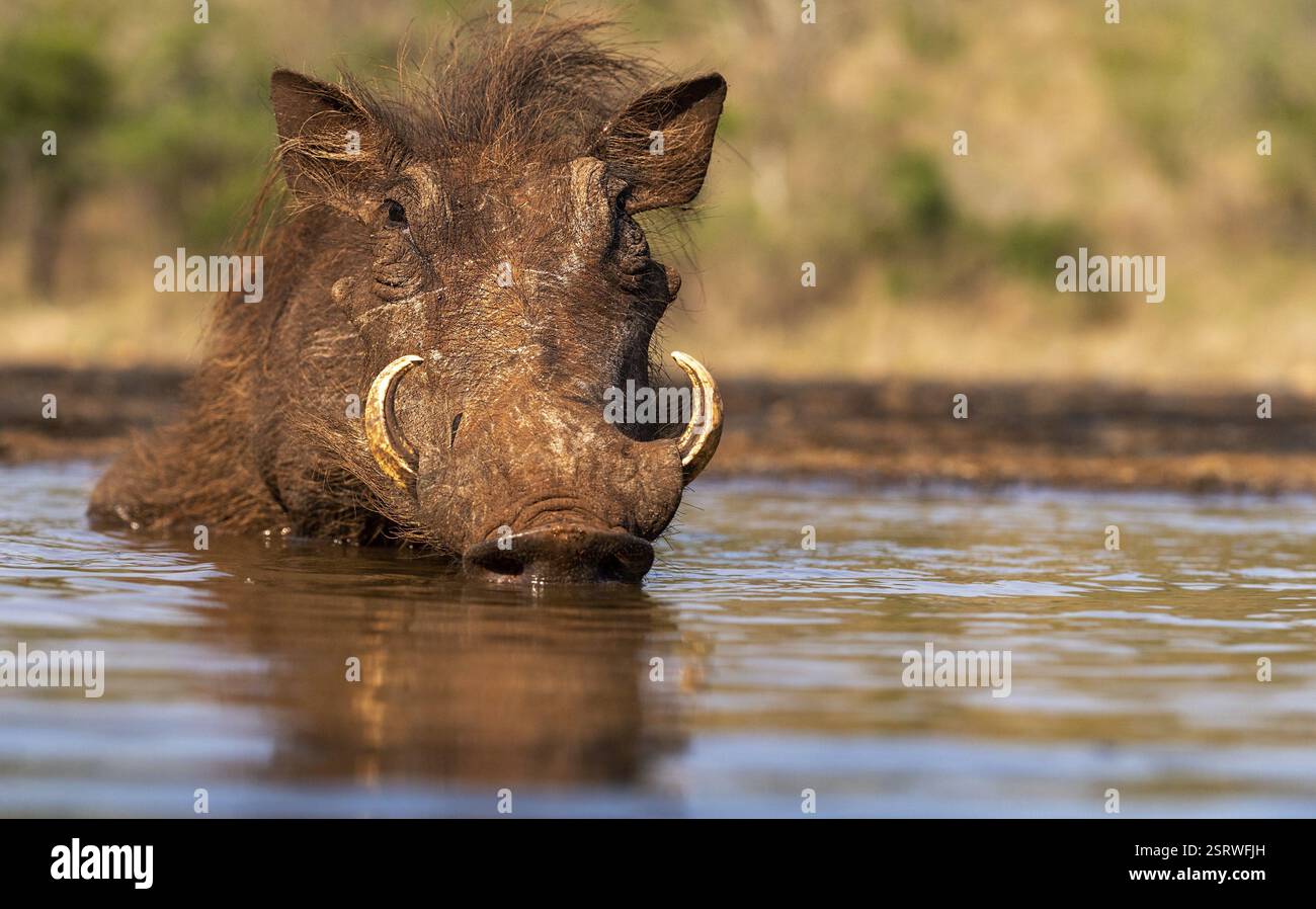 A warthog taking a bath, Animals, Mammals, (Phacochoerus africanus ...