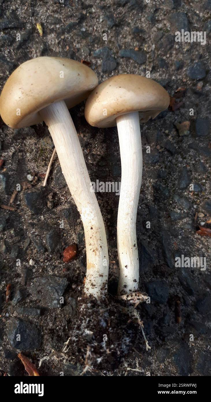 Spring Fieldcap (Agrocybe praecox), Fungi, 12161 Berlin, Deutschland ...