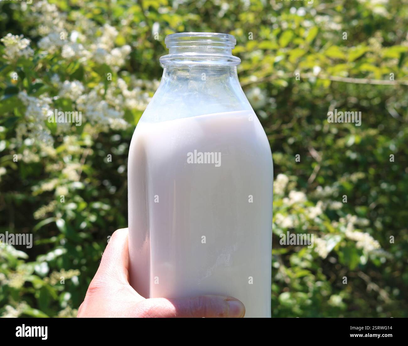 Dairy cows producing raw milk Stock Photo - Alamy
