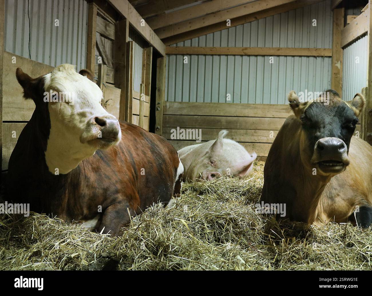 Dairy cows producing raw milk Stock Photo - Alamy
