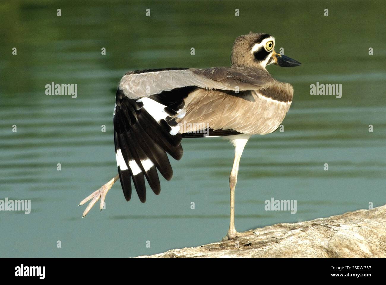 Birds, great stone plover esacus magnirostris stretching in ...