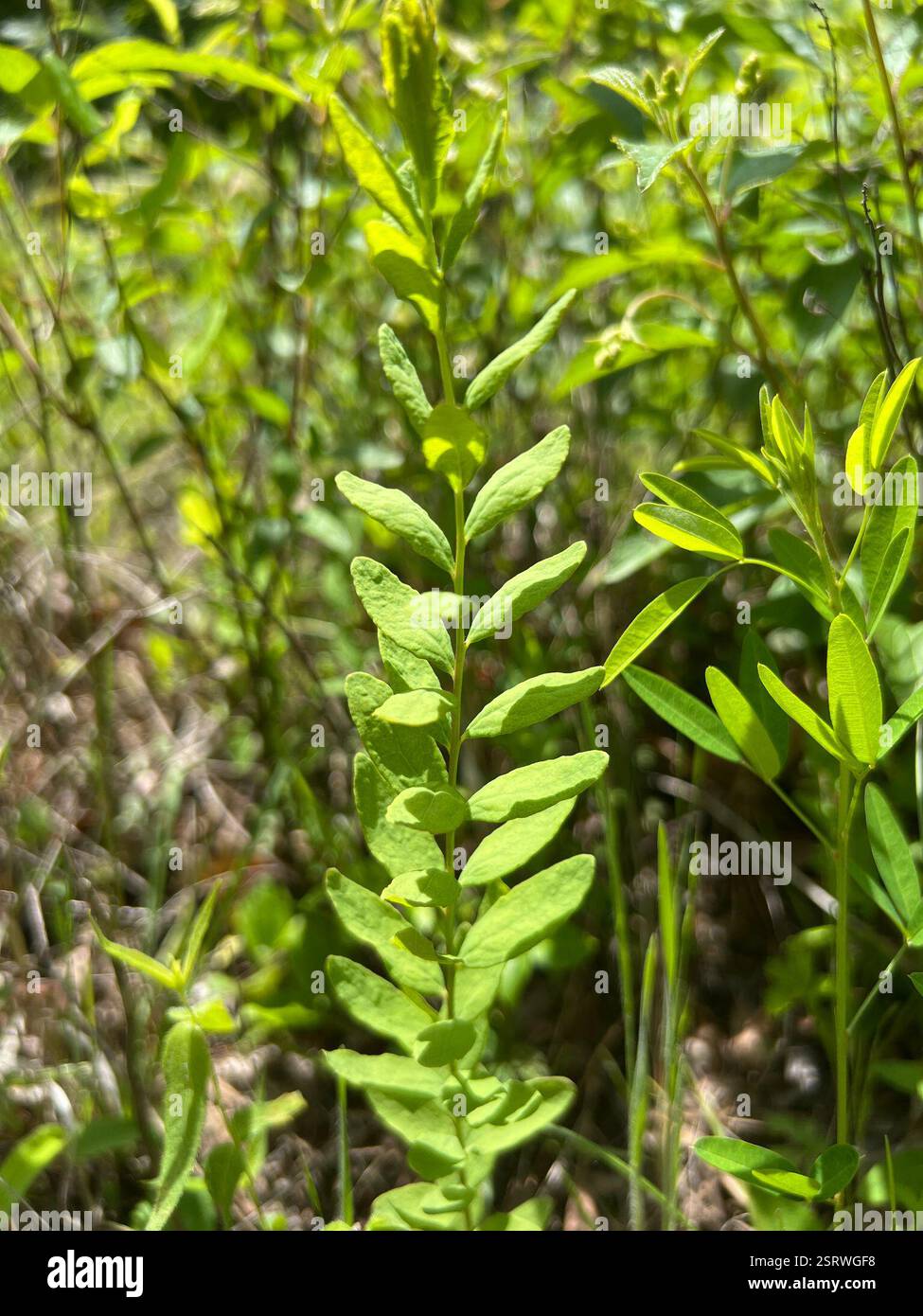 Eastern Comandra (Comandra umbellata umbellata), Plantae, Willis River ...