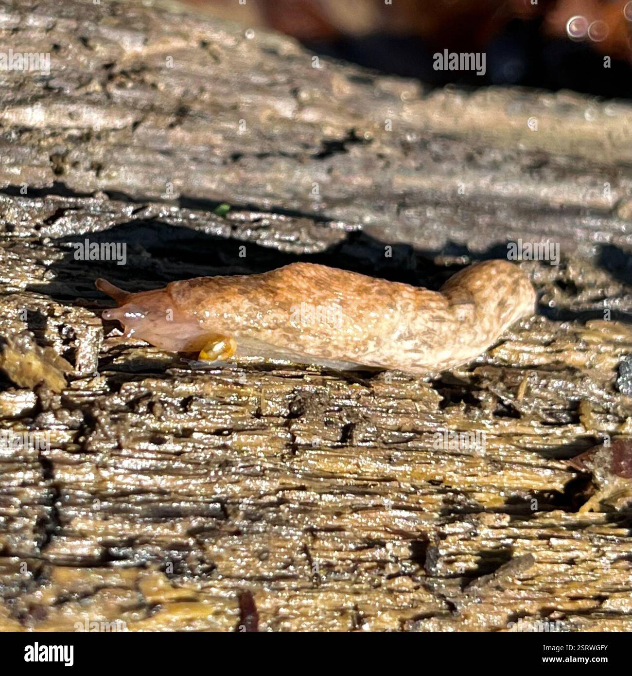 Smooth Land Slugs (Deroceras), Mollusca, Krośnica, Lesser Poland, PL ...