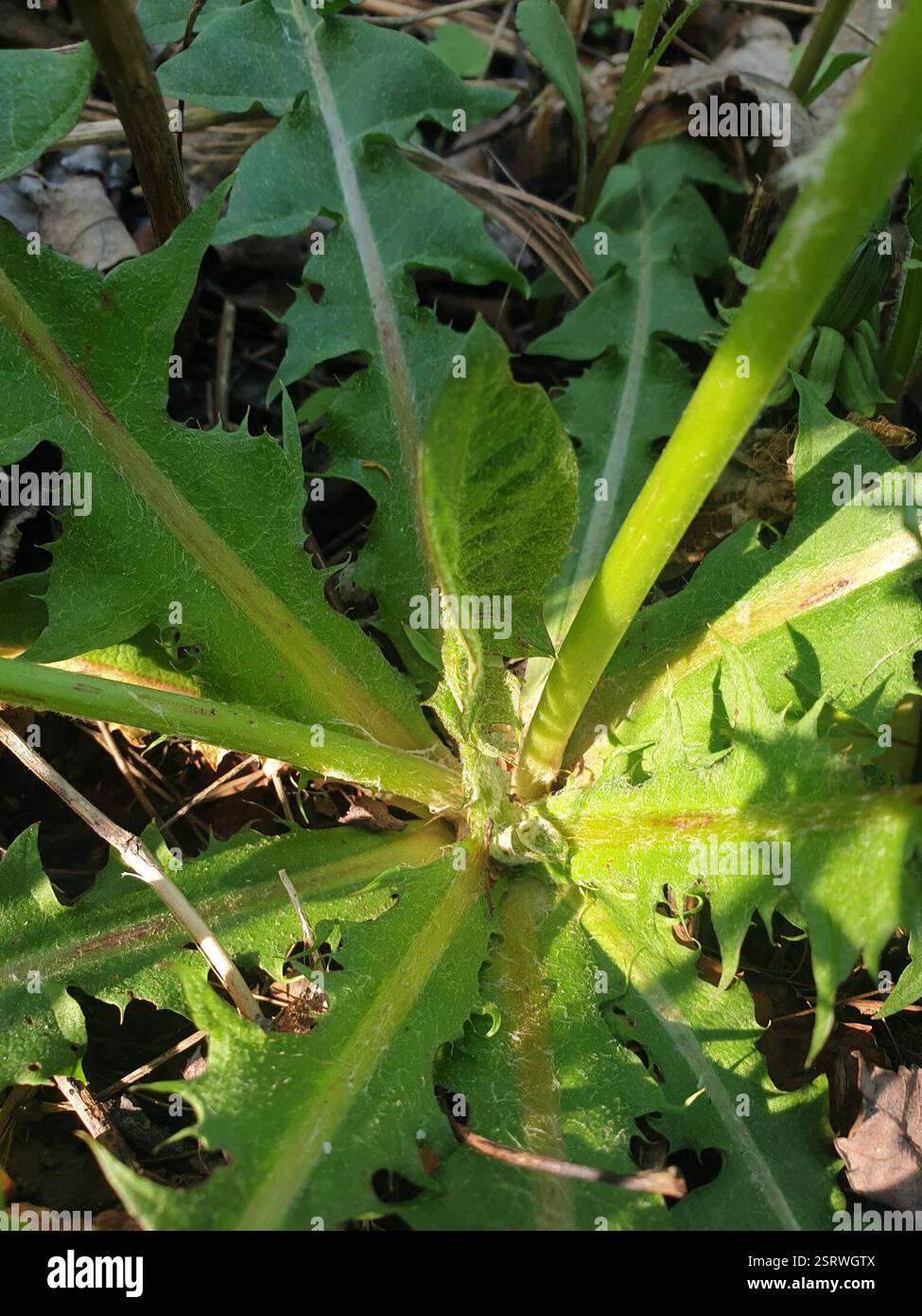 dandelions (Taraxacum), Plantae, Le Vieux-Longueuil, Longueuil, QC ...