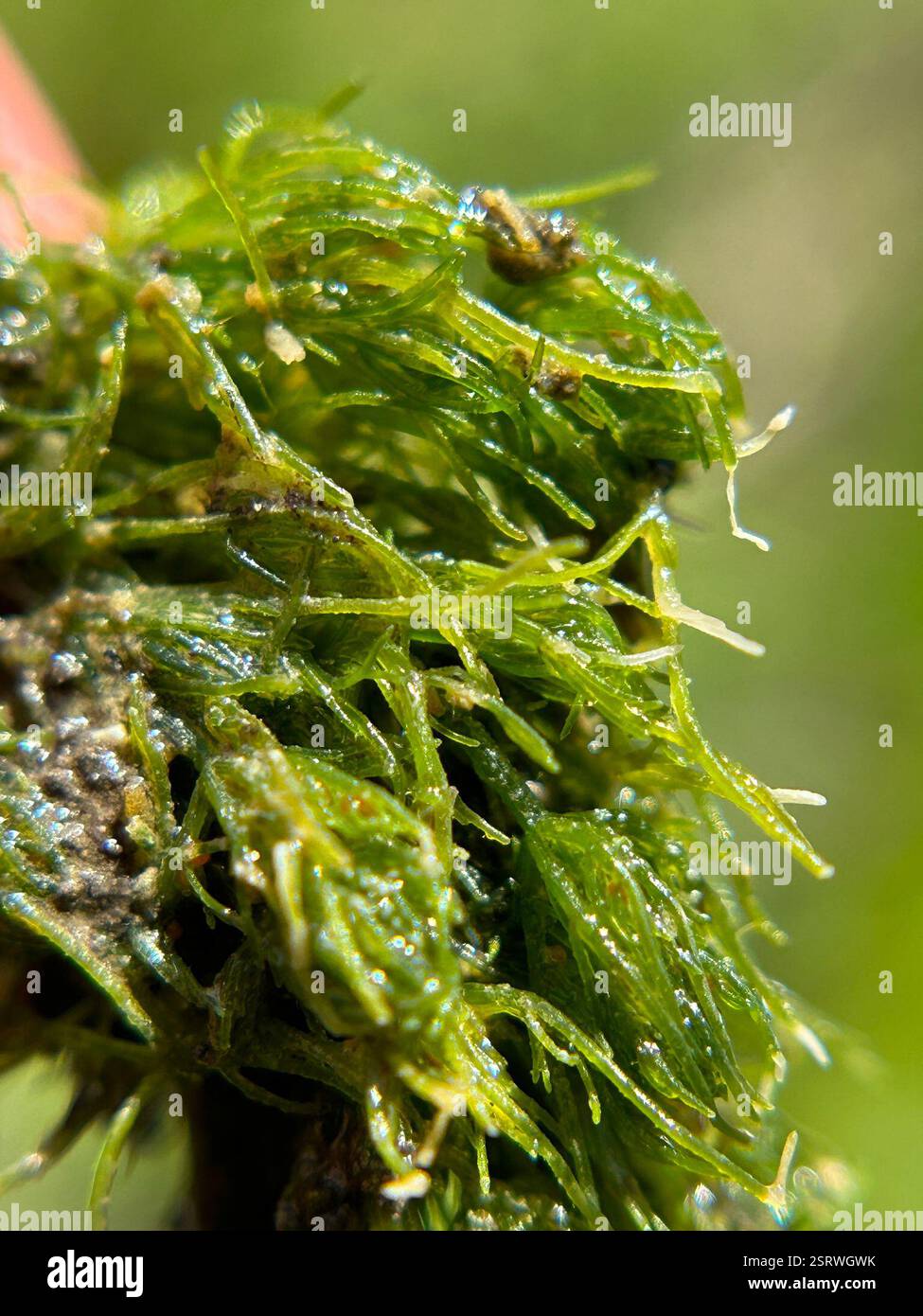 common stonewort (Chara vulgaris), Plantae, Quintana Rd, Morro Bay, CA ...