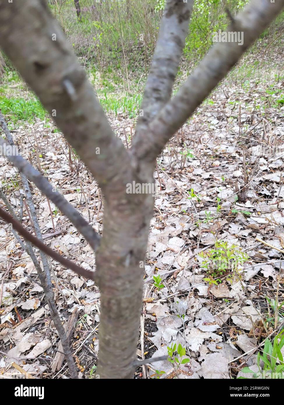 Glen ellyn hi-res stock photography and images - Alamy