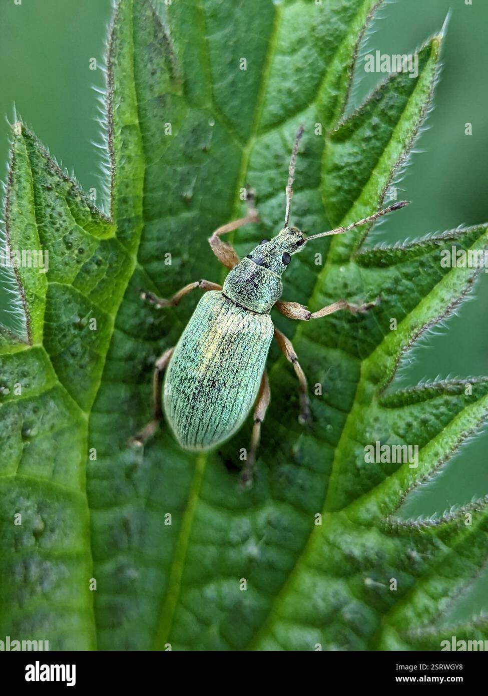 Nettle weevil (Phyllobius pomaceus), Insecta, Iris Murdoch Building ...