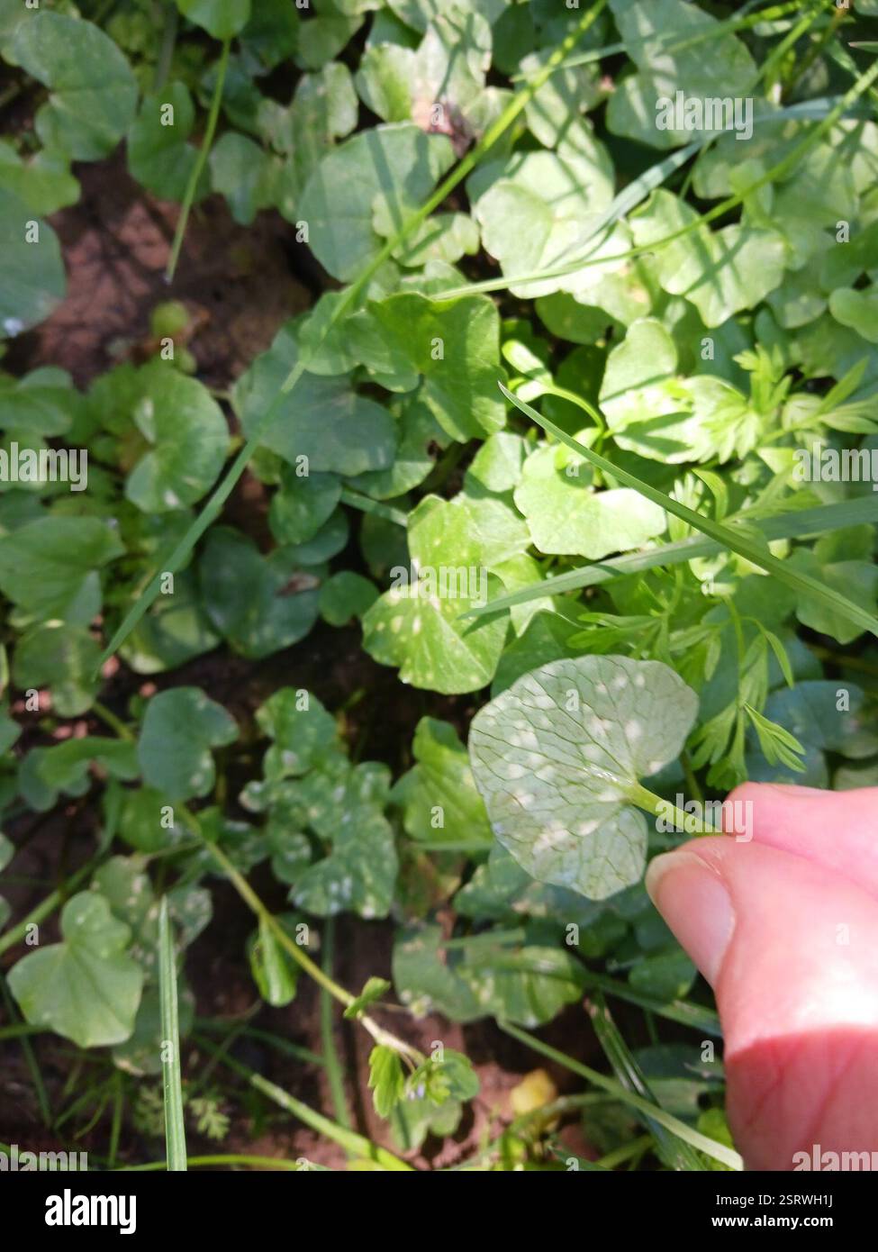 (Entyloma ficariae), Fungi, Marburg Südbahnhof-West/Am Krekel, 35039 ...