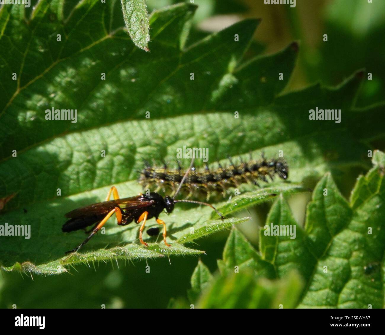 Black Slip Wasp (Pimpla rufipes), Insecta, 3230 Græsted, Danmark Stock ...