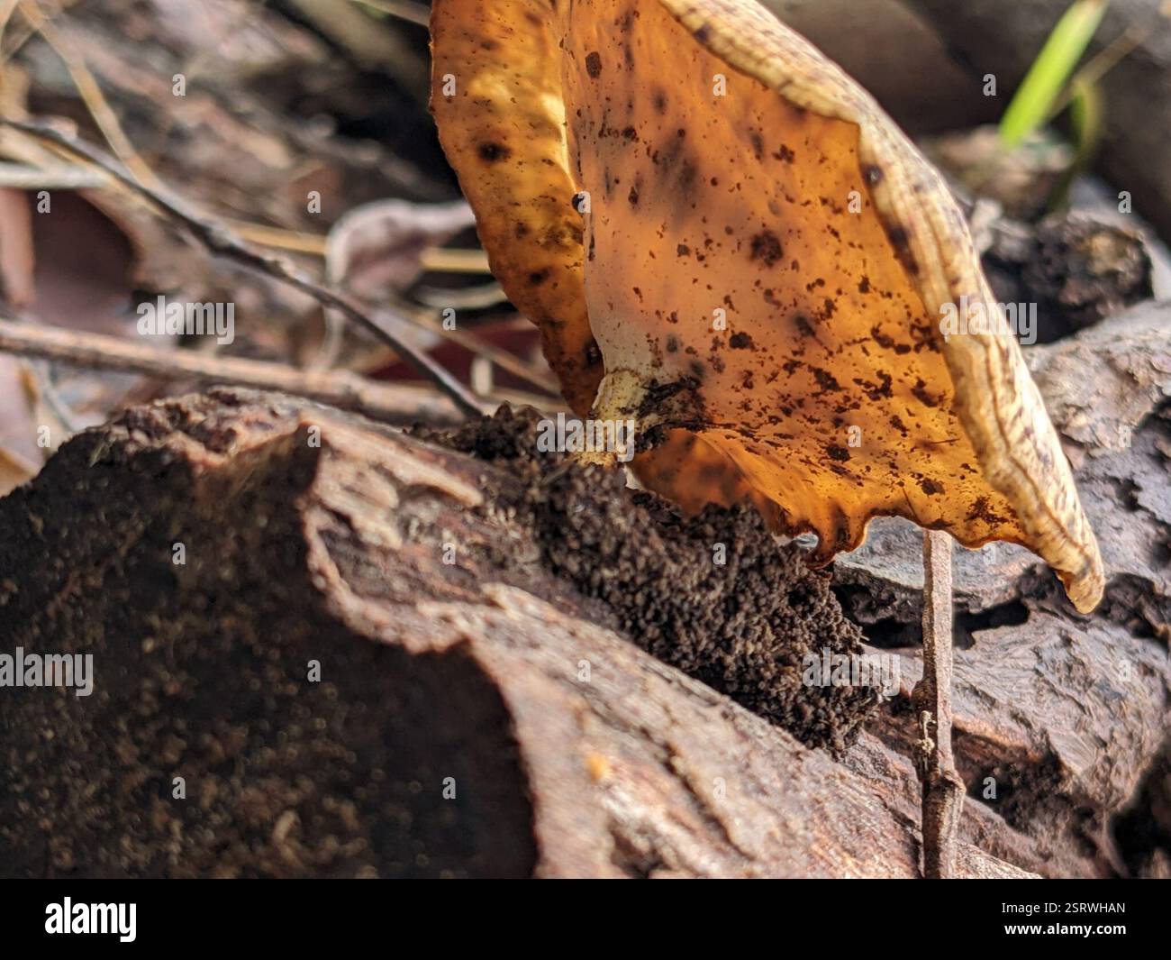 yellow stemmed micropore (Microporus xanthopus), Fungi, Burnside QLD ...