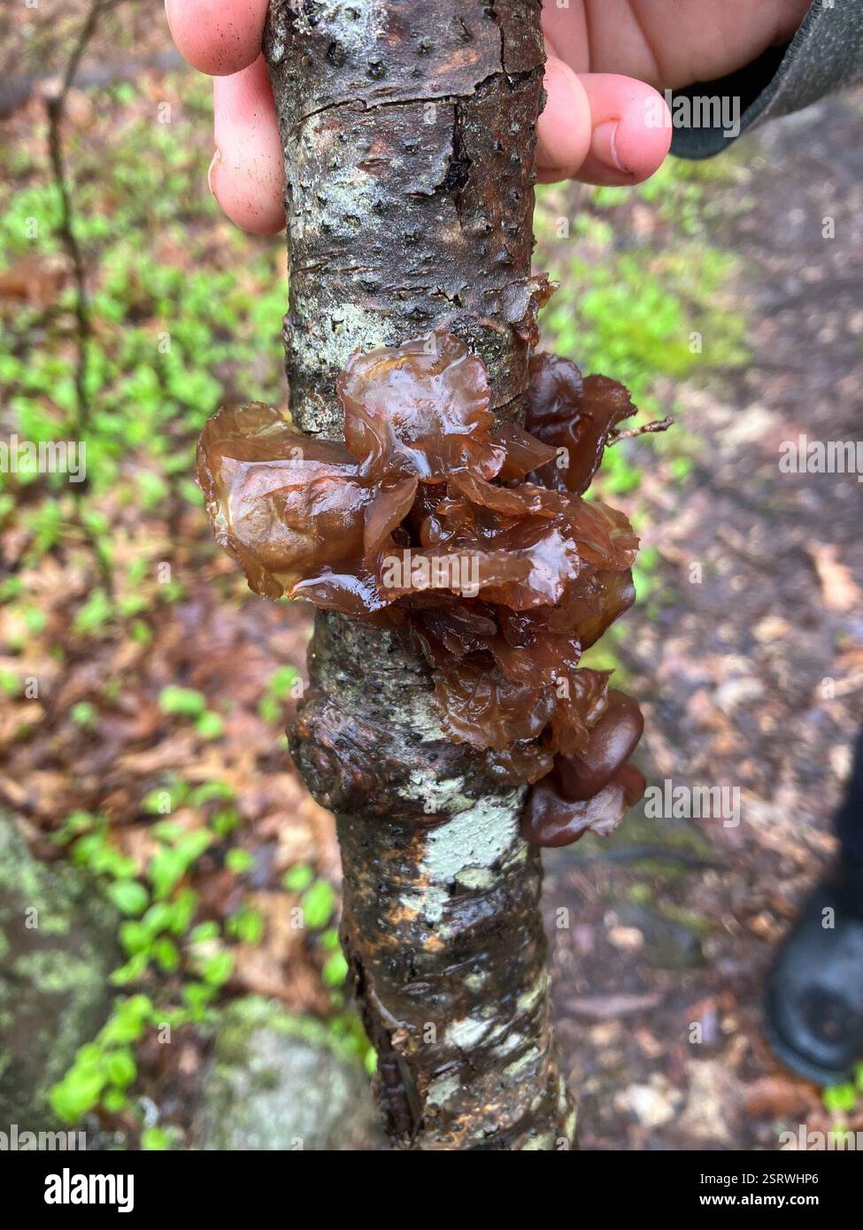 American Amber Jelly Fungus (Exidia crenata), Fungi, East Lynn, Salem ...