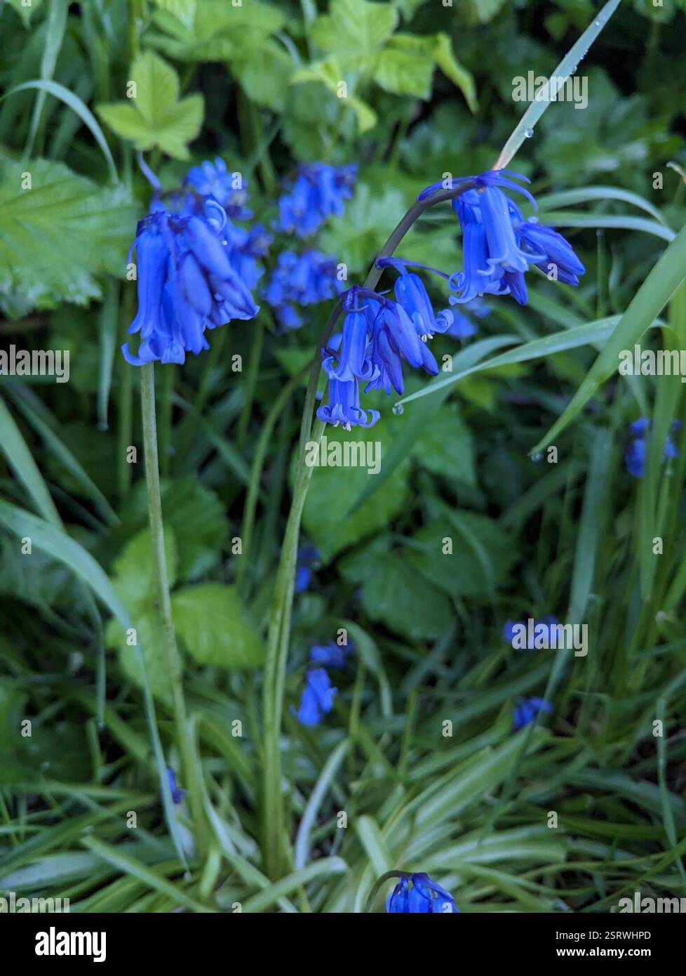 bluebell (Hyacinthoides non-scripta), Plantae, Vancouver, BC V6G 3E2 ...