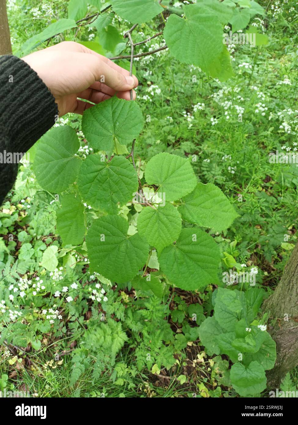 Small-leaved Lime (Tilia cordata), Plantae, Fulbourn, Cambridge, UK ...