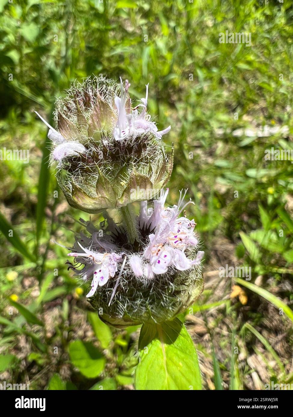 downy pagoda plant (Blephilia ciliata), Plantae, Mark Twain National ...