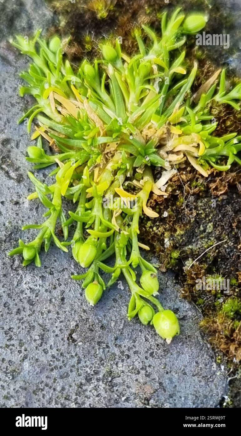 Procumbent Pearlwort (Sagina procumbens), Plantae, Chelmsley Wood ...