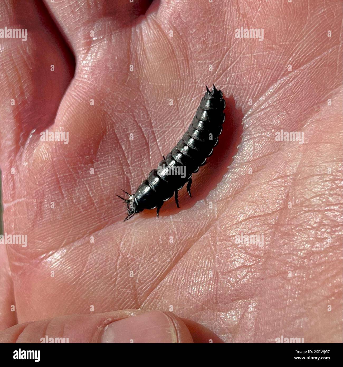 Worm and Slug Hunters (Carabus), Insecta, Krośnica, Lesser Poland, PL ...