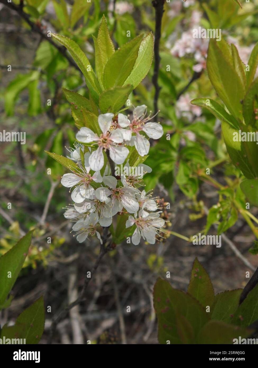 Beach Plum (Prunus maritima), Plantae, Rowley, MA, USA Stock Photo - Alamy
