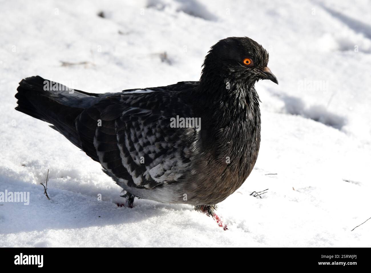 Indian Dove or Rock Pigeon The Indian rock dove, rock pigeon or common ...