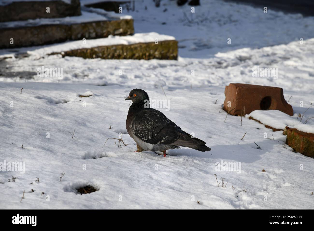 Indian Dove or Rock Pigeon The Indian rock dove, rock pigeon or common ...