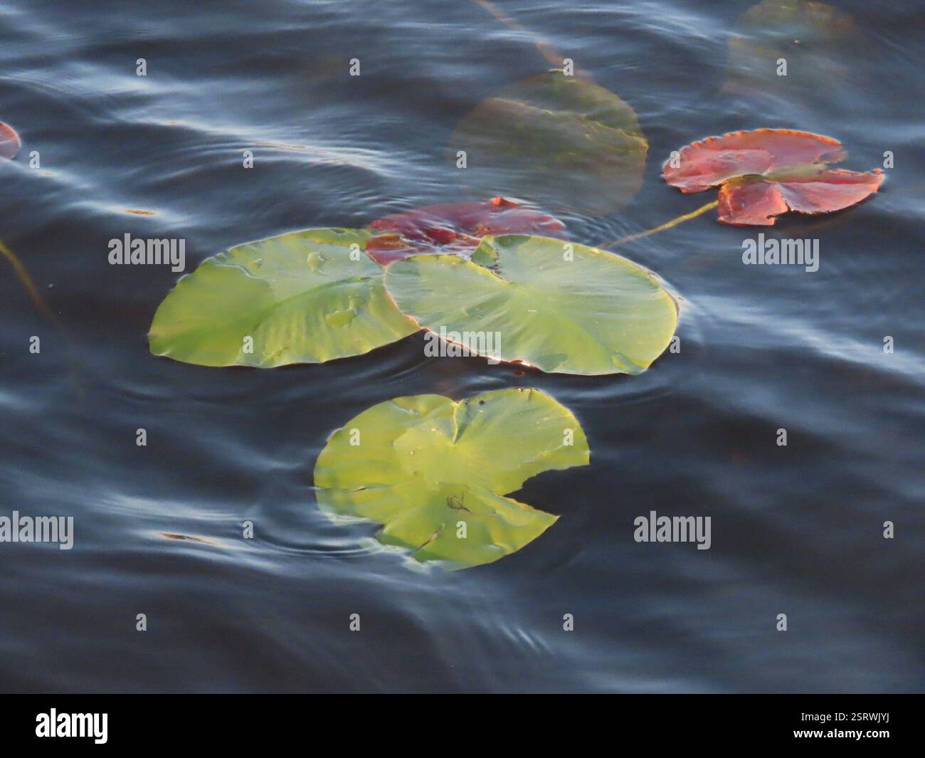 Variegated Yellow Pond-Lily (Nuphar variegata), Plantae, Macdonald ...