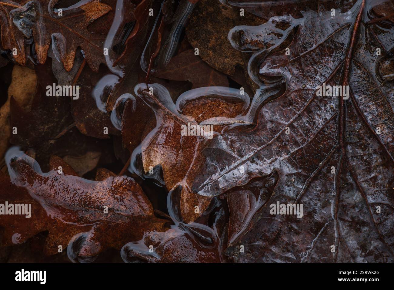 Macro shot of brown oak leaves submerged in shallow water, highlighting ...