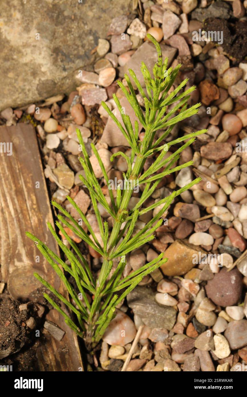 field horsetail (Equisetum arvense), Plantae, Norton Priory, Tudor Road ...