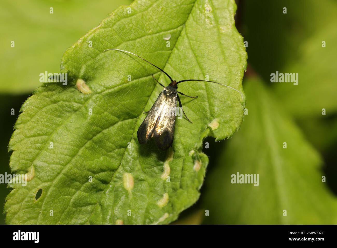 Green Longhorn Moth (Adela reaumurella), Insecta, Manor Park, Tudor ...