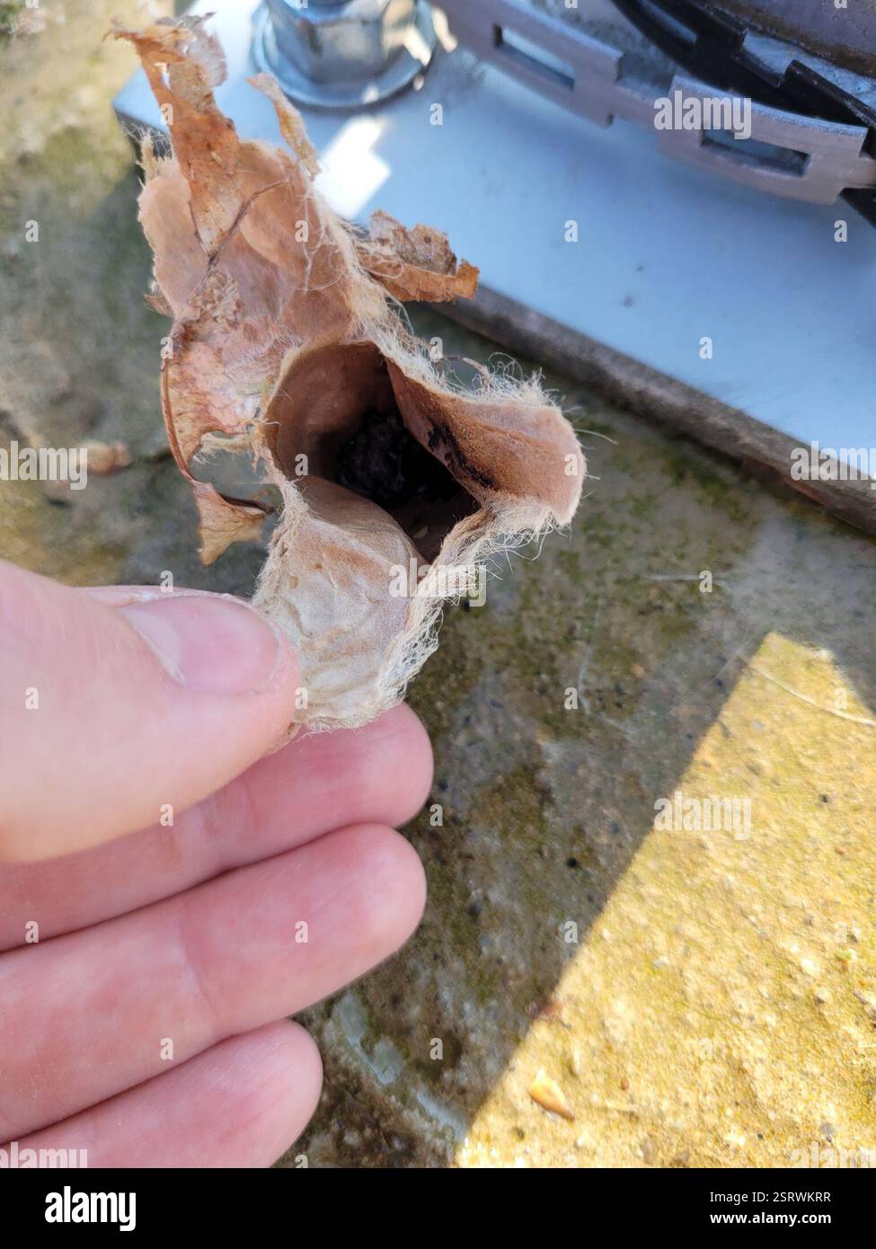 Polyphemus Moth (Antheraea polyphemus), Insecta, Ohio, US, Very tough ...