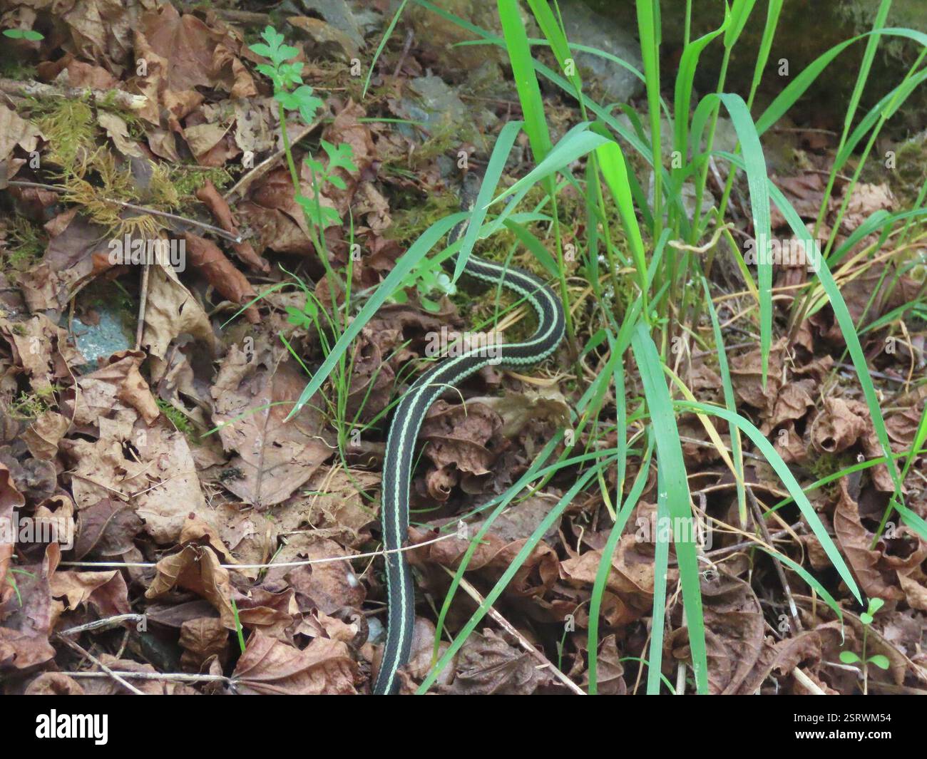 Puget Sound Garter Snake (Thamnophis sirtalis pickeringii), Reptilia ...