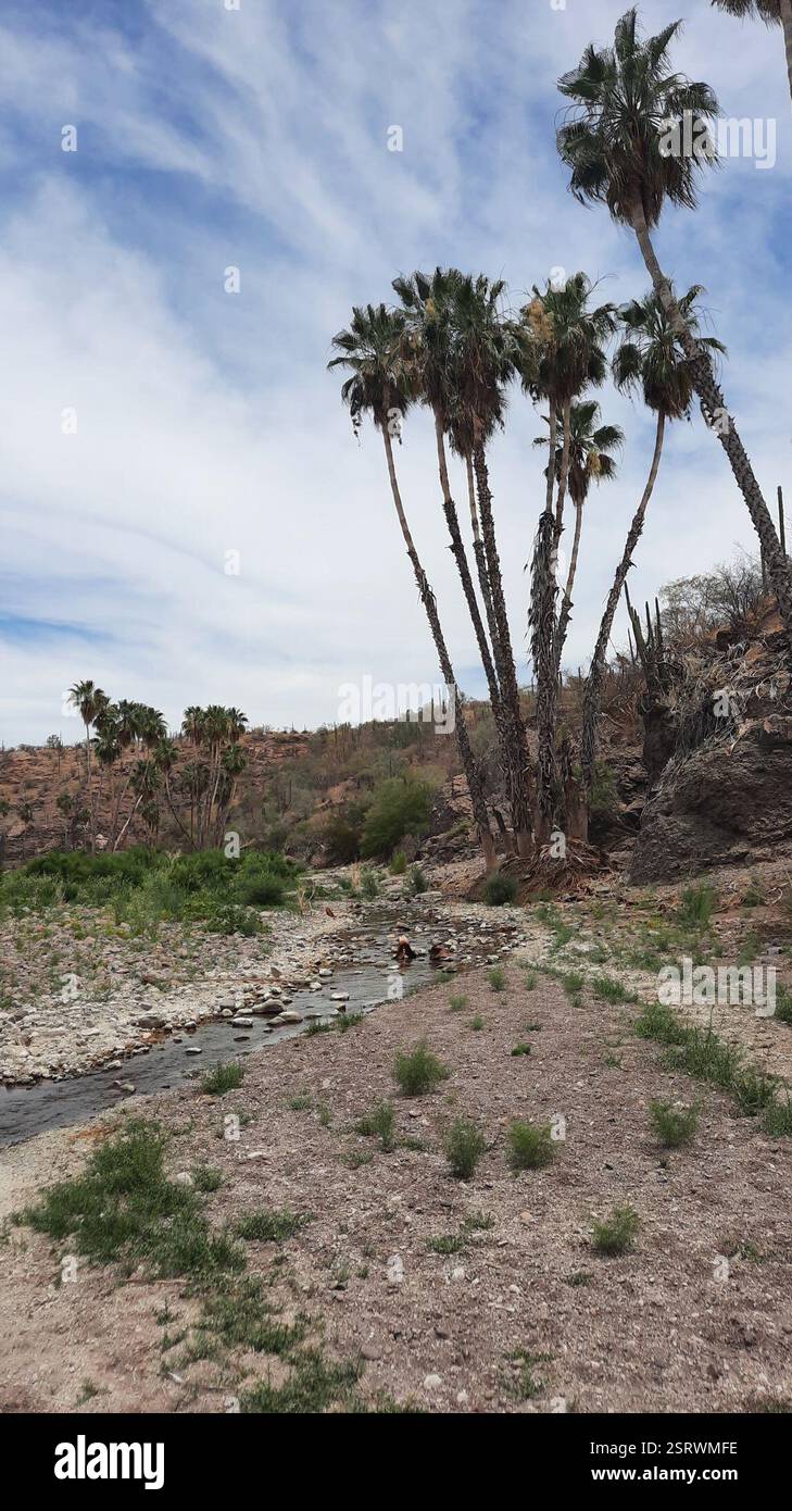 San José Hesper Palm (Brahea brandegeei), Plantae, Loreto, B.C.S ...