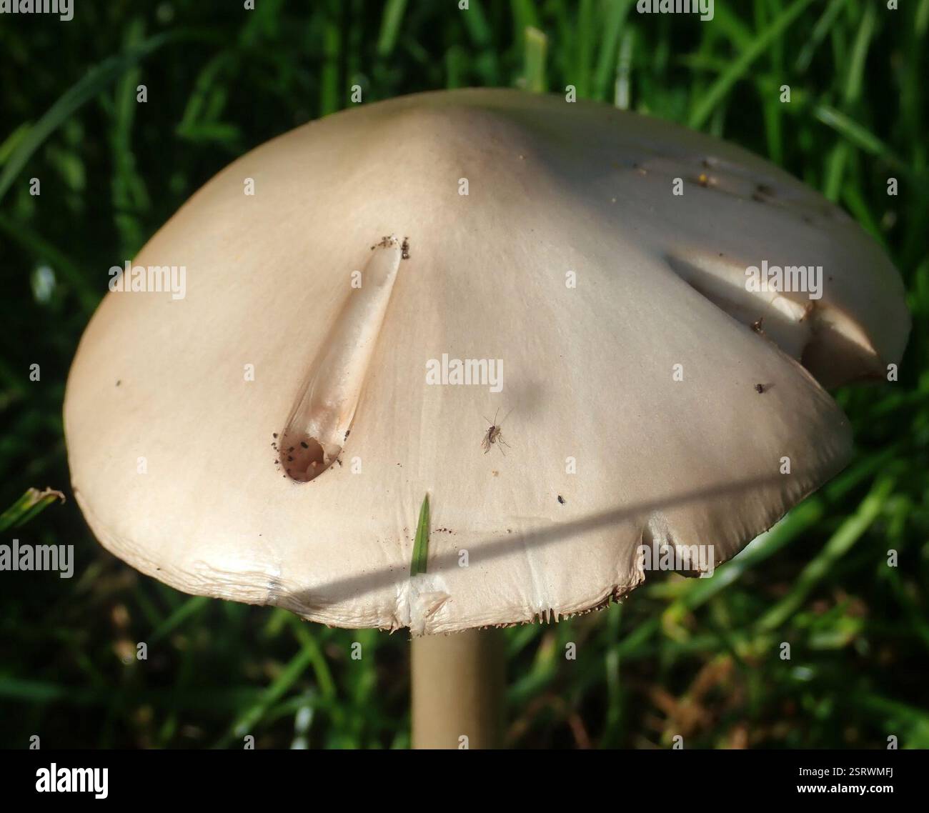 White Dapperling (Leucoagaricus leucothites), Fungi, Chatham Islands ...