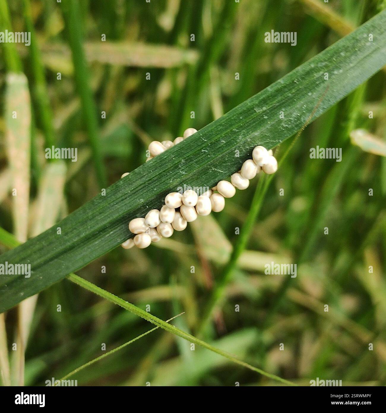 Fox Moth (Macrothylacia rubi), Insecta, Kosanin dol, Pancharevo ...
