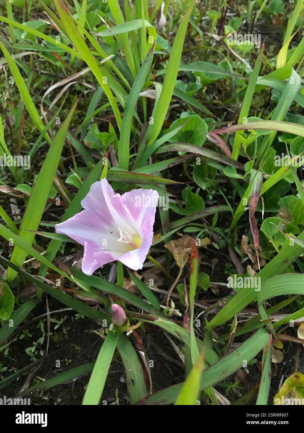Sea Bindweed (Calystegia soldanella), Plantae, Kamikoshikicho ...