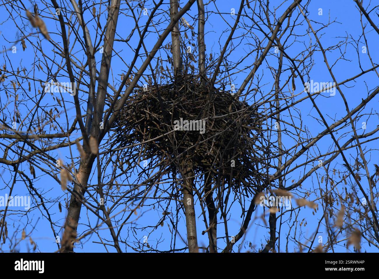 Nidology, study of birds nest. Hooded crow (Corvus cornix) nest. Clutch ...
