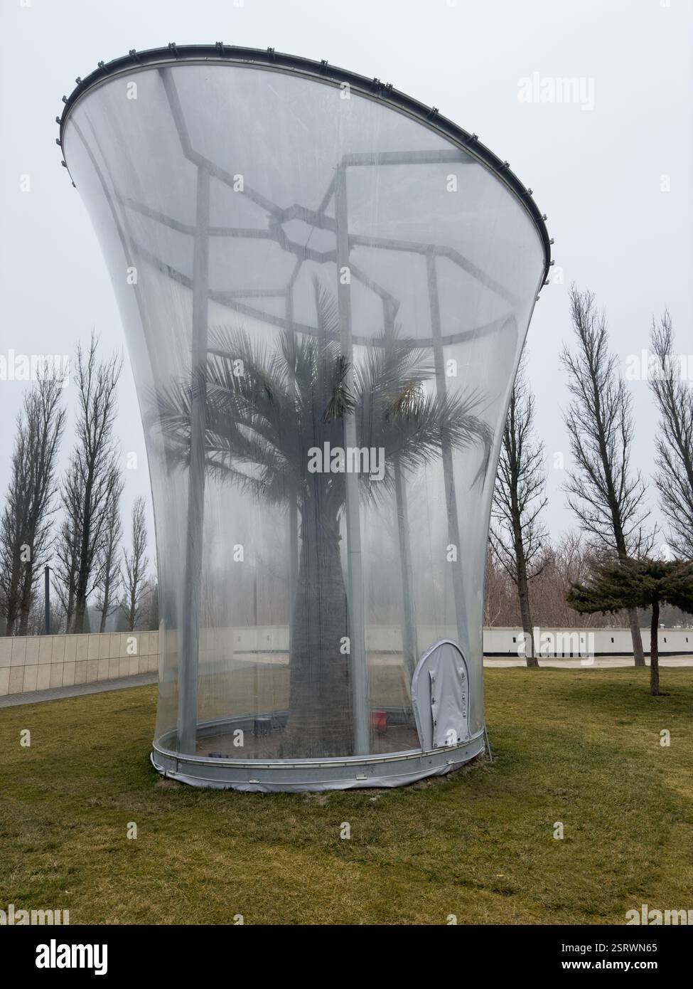Enclosed palm tree inside a transparent protective structure Stock ...