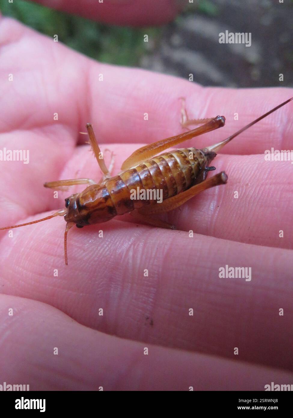 Wētā and King Crickets (Anostostomatidae), Insecta, 7073, New Zealand ...