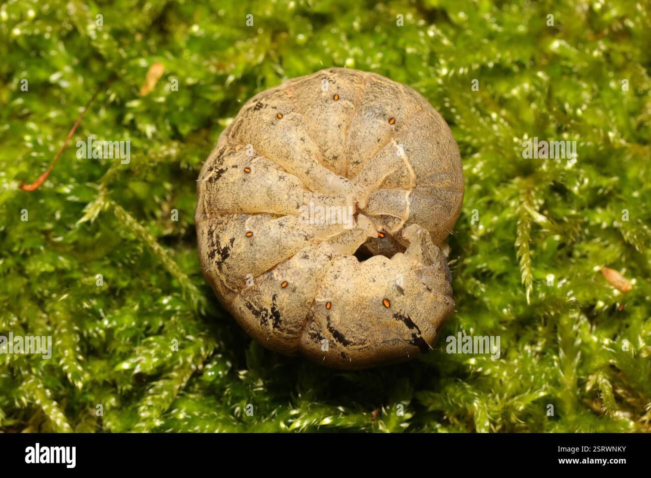 Old Lady (Mormo maura), Insecta, Norton Priory, Tudor Road, Runcorn ...