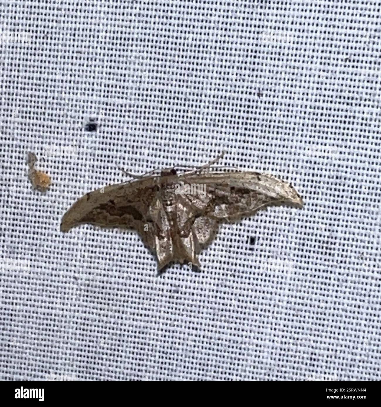 (Epiplema), Insecta, Panama Stock Photo - Alamy