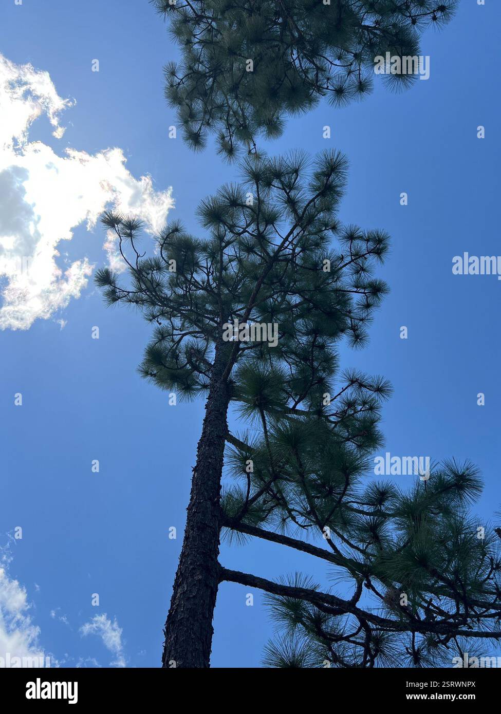 longleaf pine (Pinus palustris), Plantae, McCloskey Rd, Fayetteville ...