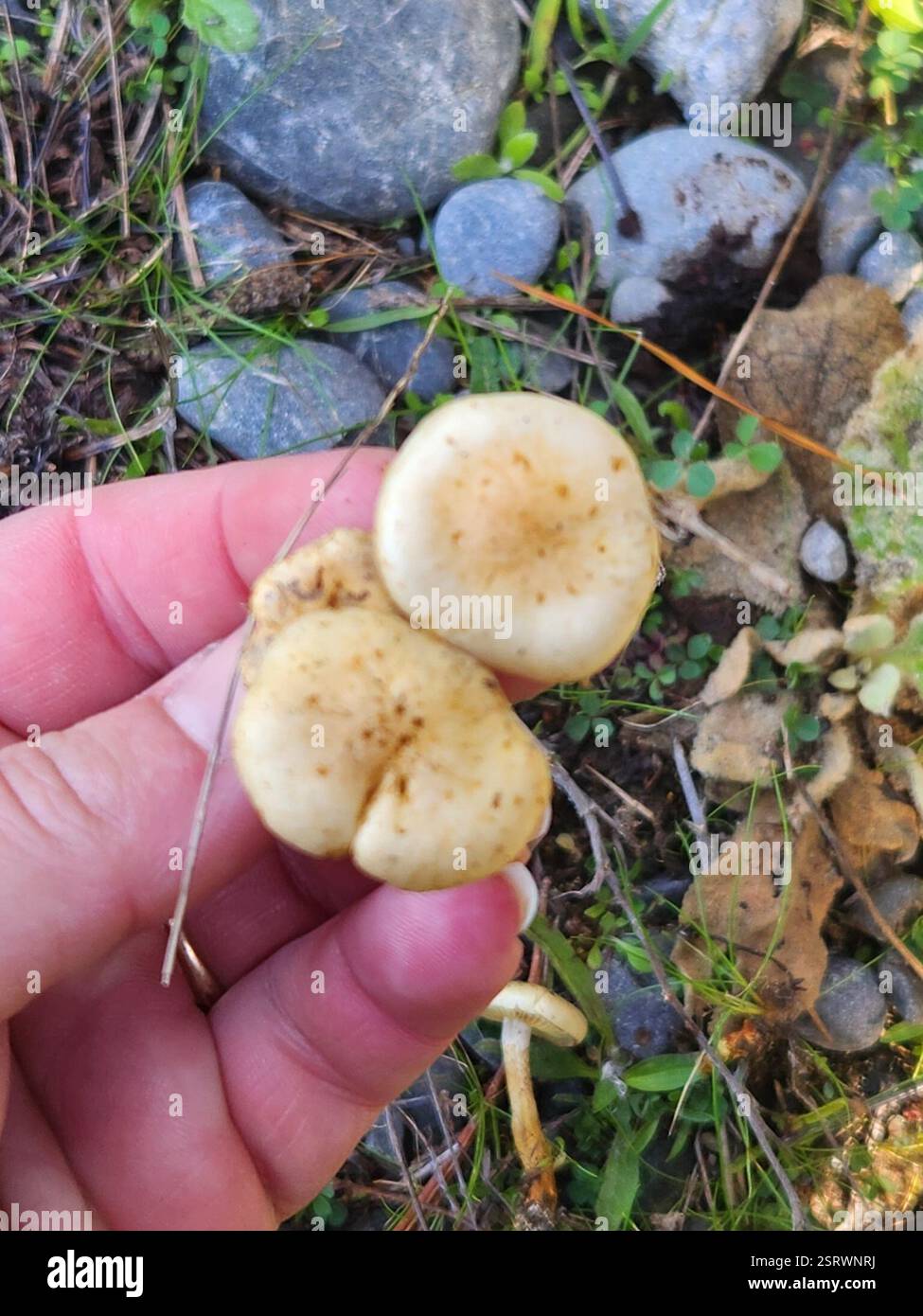 sticky scalycap (Pholiota gummosa), Fungi, McLeans Forest Stock Photo ...