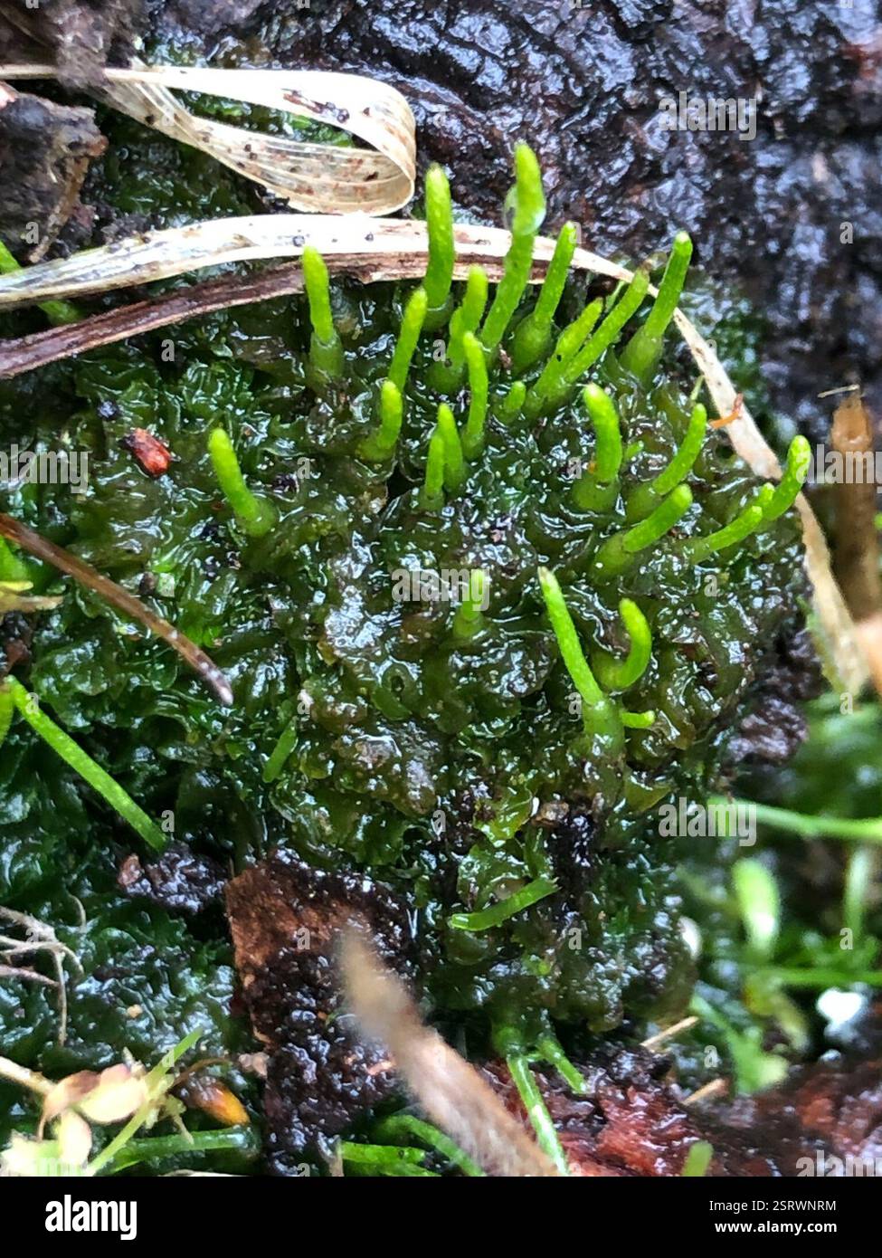 Pearson's phaeoceros (Paraphymatoceros pearsonii), Plantae, Boat Cove ...