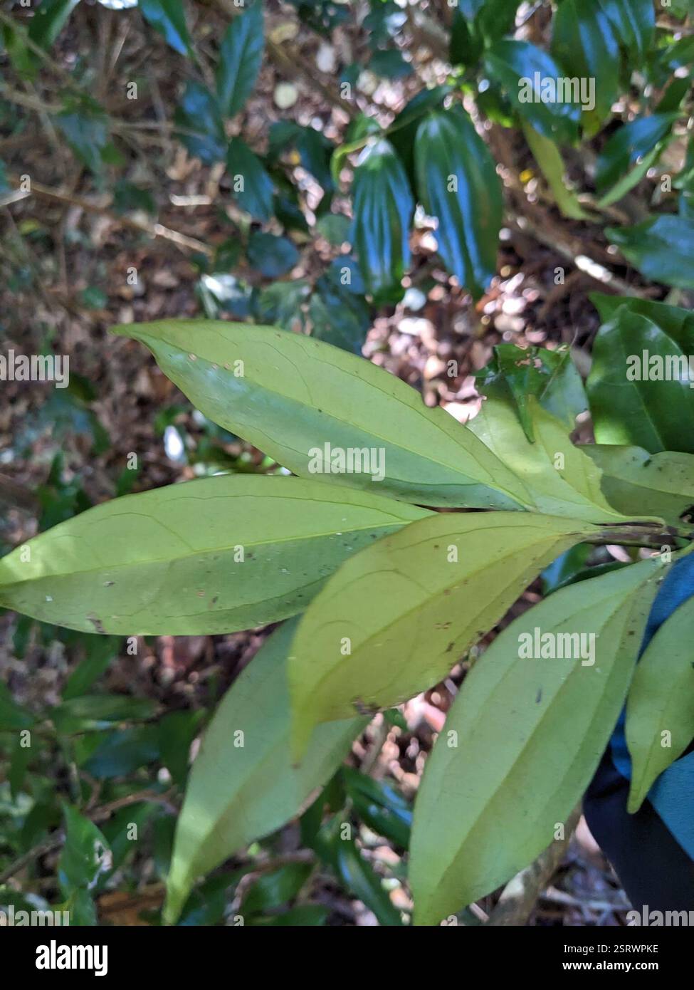Glossy Laurel (Cryptocarya laevigata), Plantae, Kureelpa QLD 4560 ...